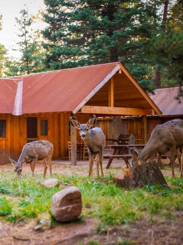 Corkins Lodge - Bunkhouse Cabin - Chama, NM