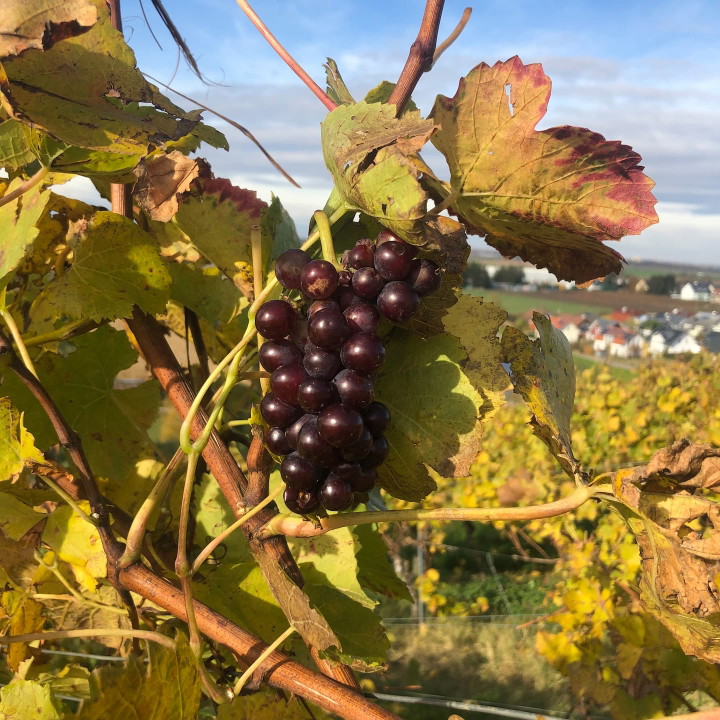Wohnung Am Weinberg - Badenweiler