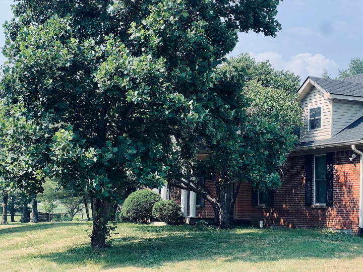 Guest Home On Historic Horse Farm - Lexington, KY