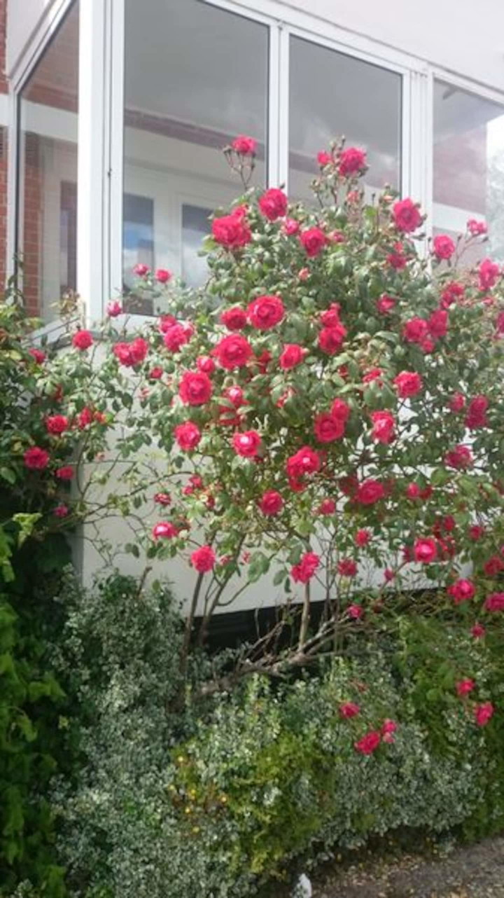 Welcome To The Rose - Lübeck