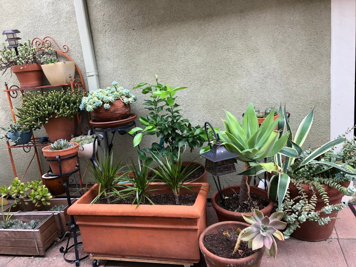 Cozy 1 Br Street-level Hideaway. - Oakland, CA