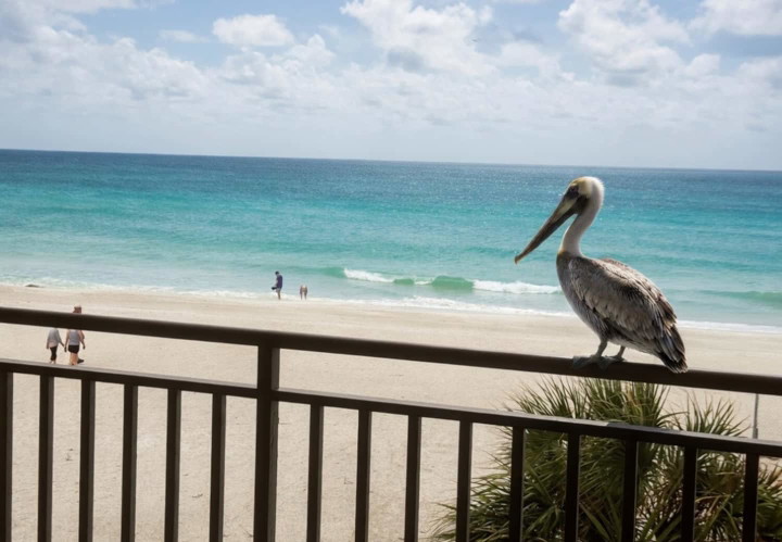 The Pelican's Perch, A Beachfront Condo W/ Balcony - Anna Maria Island, FL