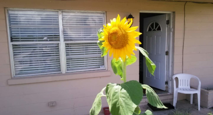 Country Farm Home Skydiving Pet Great Value - Lake Wales, FL