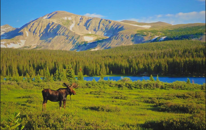Moose Meadow - 