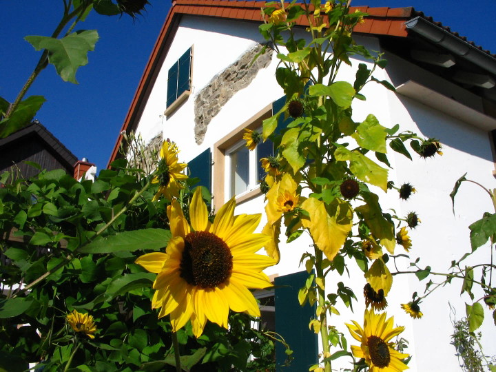 Ferienwohnung Girasole - Fribourg-en-Brisgau