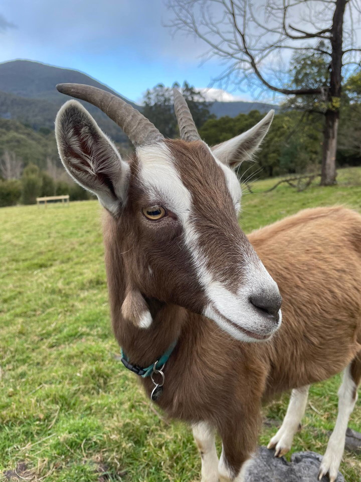 Redwood Haven, A Beautiful 20 Acre Hobby Farm. - Warburton