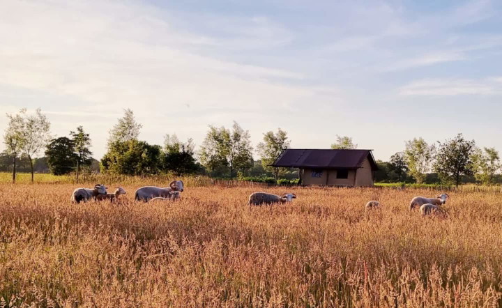 Warme Luxe Safaritent Midden In Weiland. - Deventer