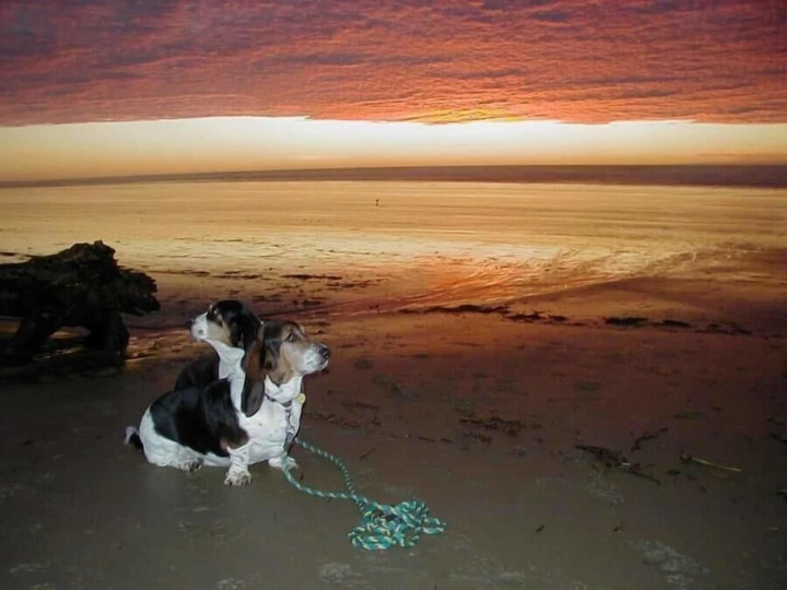 Smugglers Cove - Dog Friendly Walk To Beach - Oregon