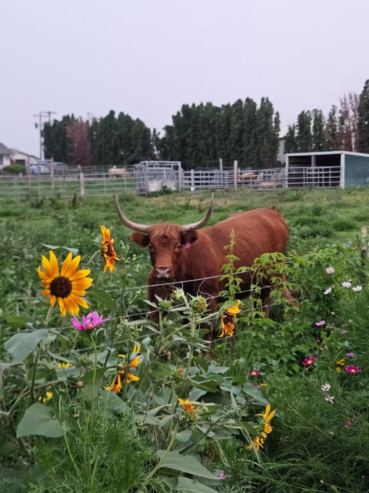 Little Slice Of The Farm - Burbank, WA