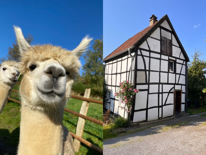 Vacances à La Ferme Avec Des Alpagas  Calme Et Proche De La Nature - Herdecke