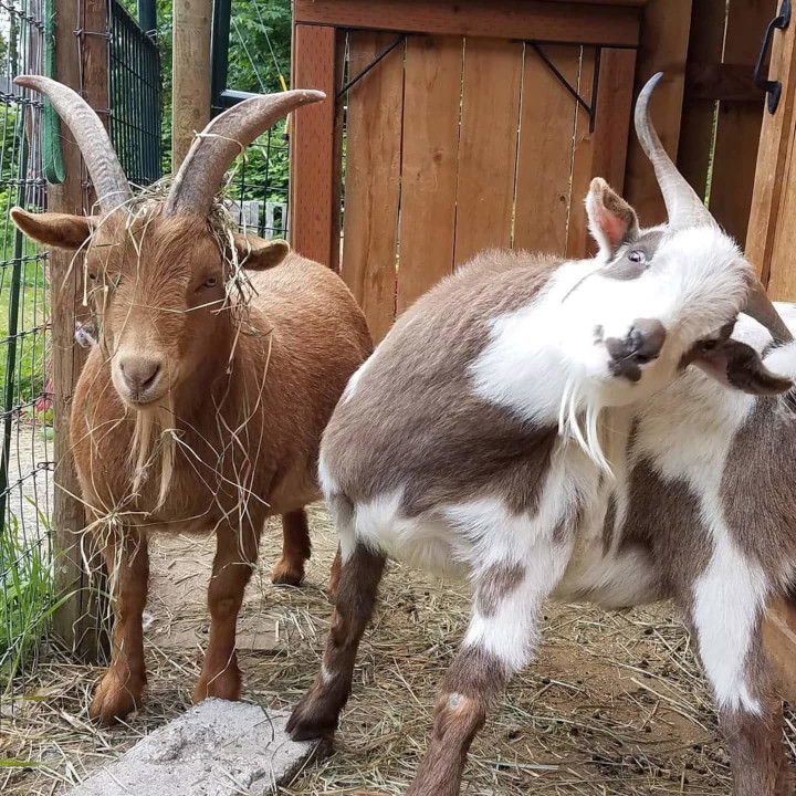 Goats And Gardens - Olympia, WA