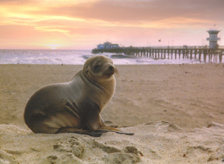 Last Minute Special Discount 25% Off! Ocean & Island Views!! - Long Beach, CA
