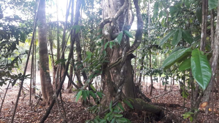 Petras Cabin - Suriname