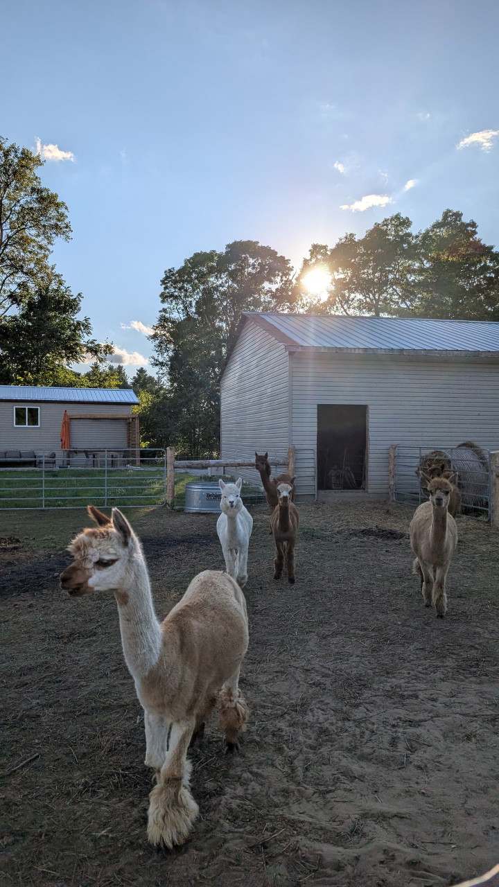 Unique Alpaca Farm Stay · Large Private 2br Suite - Tillsonburg
