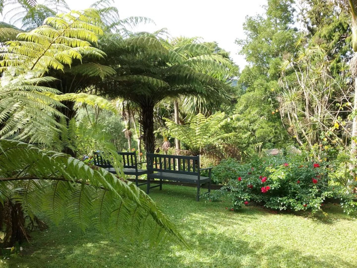The Punga Studio In Titirangi Bush-garden Setting - Auckland
