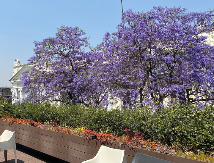 Privileged Location In The Heart Of Mexico City. - Mexiko-Stadt
