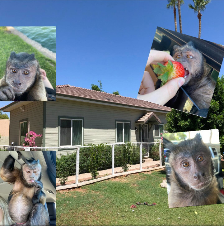 Guest House/meet Exotic Animals - Chandler, AZ