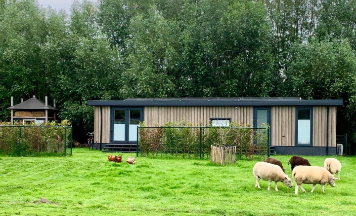 Dormir Parmi Les Moutons Dans La Ville D'utrecht - Utrecht