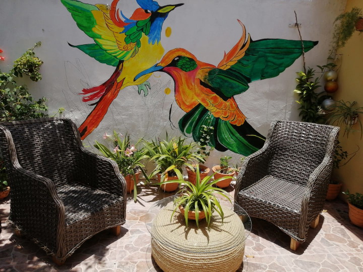Hummingbird - Cozumel