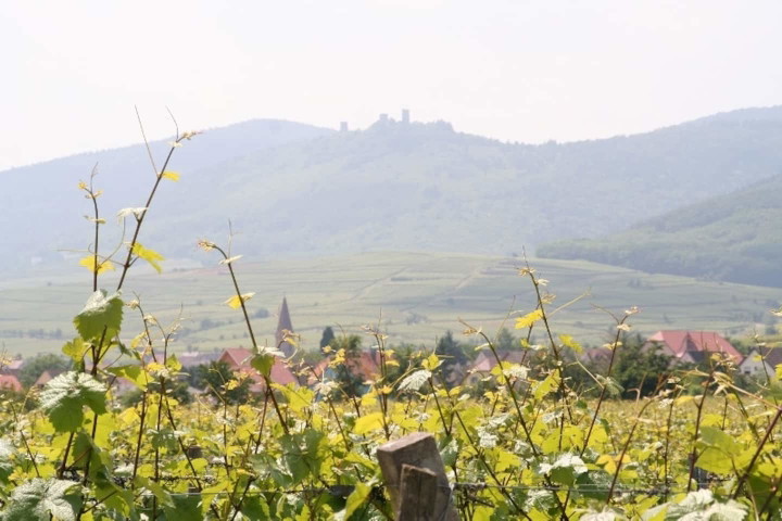 Cottage At The Foot Of The Vines: Le Nid - Alsacia