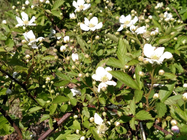 Wild Blackberry Blossom Country Farm Stay - Oklahoma