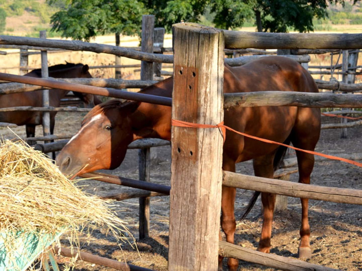 Casa Vacanze Il Papavero - Agriturismo Il Bagnolo - Grosseto