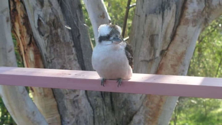 Kookaburra Dreaming By Book Jervis Bay - Only 400m From The Beach - Sanctuary Point