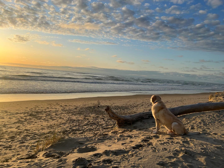 Beach Front And Bay View! Pets Welcome! - Waldport, OR