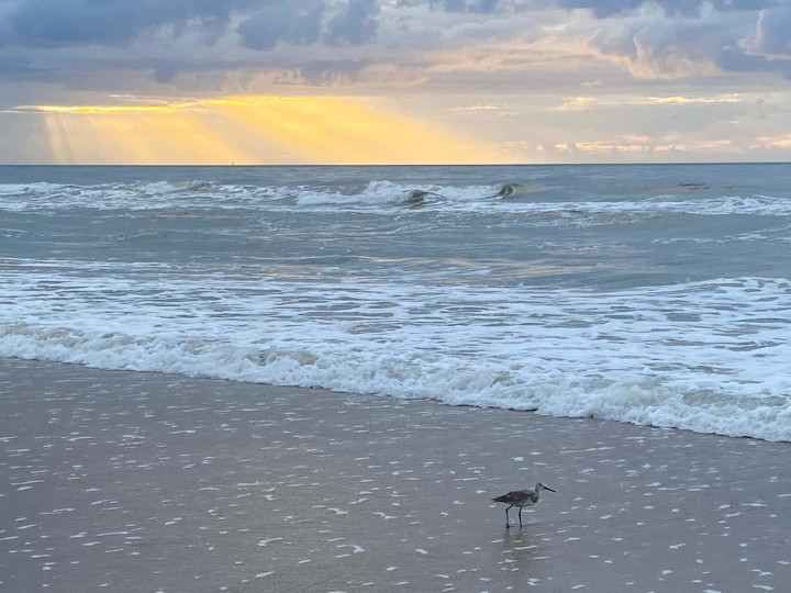 Sun Sational 2- Ocean Front, 1br, Pool, Elevator - North Carolina