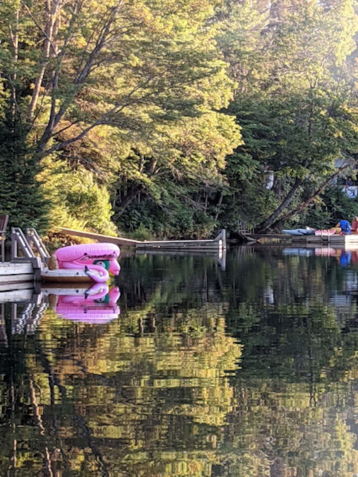 Dog Friendly Muskoka. Fun From Forest To River. - Huntsville