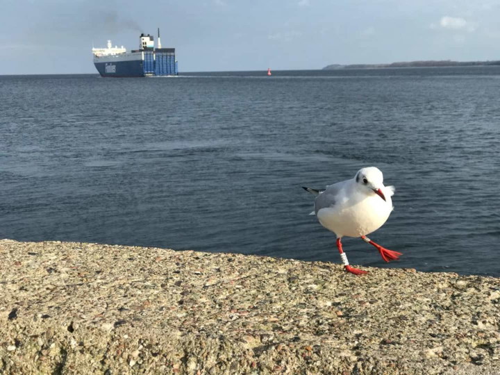 Vogelnest Zum Wohlfühlen - Travemünde
