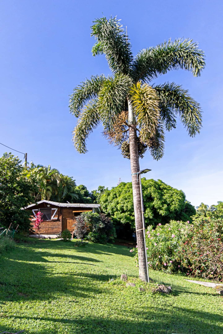 Le Mango - Martinique
