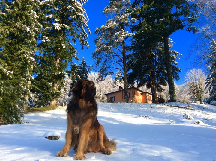 The Leonberger House - Abetone