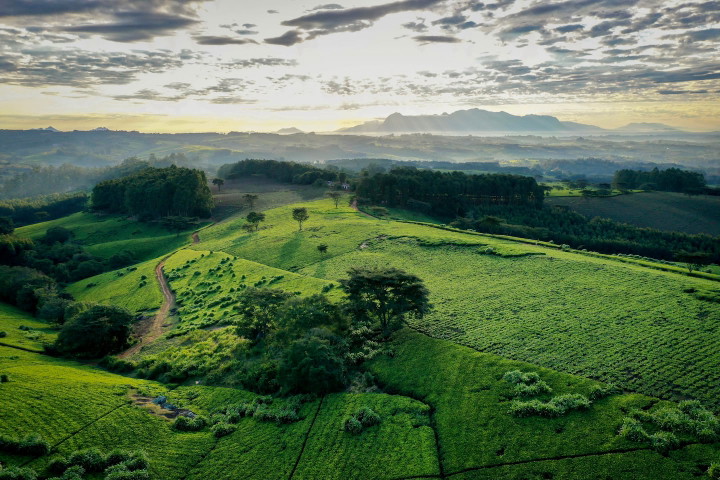 Chawani Bungalow - Satemwa Tea Estate - Malawi