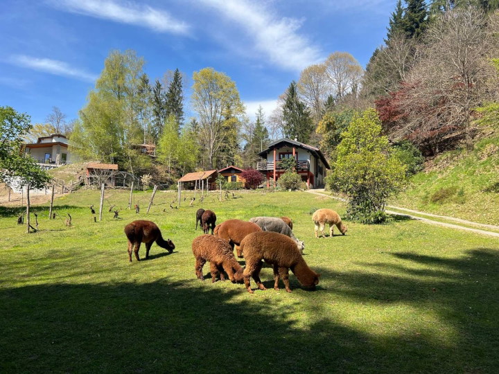 B&b Sorti Alpaca - Luino