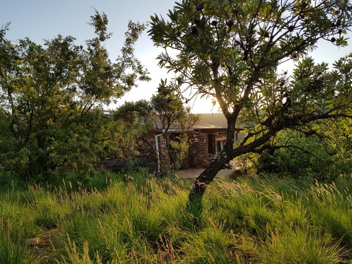Buffalo Thorn On Kokopelli Farm - Magaliesburg