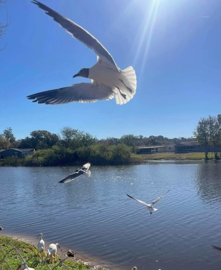 Private Tropical Sanctuary With Heated Pool, Hot Tub. Pet Friendly! - Odessa, FL