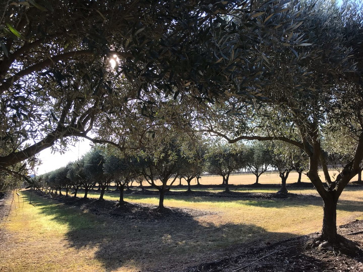 Olive Lane - Hunter Valley