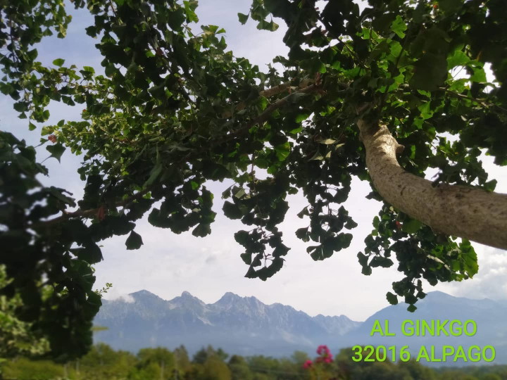 Locazione Turistica "Al Ginkgo" - Belluno
