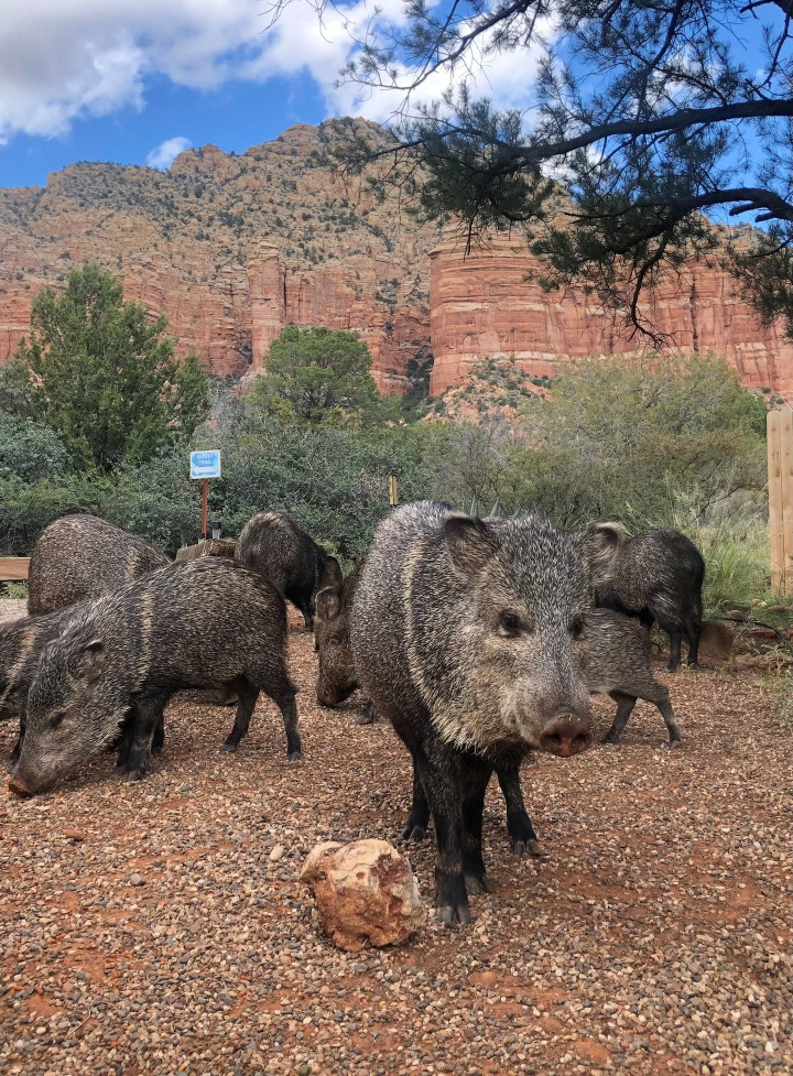 Private Trail Javelina Heaven Guesthouse - Arizona
