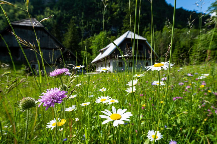 Guhar Homestead  Triglav Valley Retreat - Slovenia