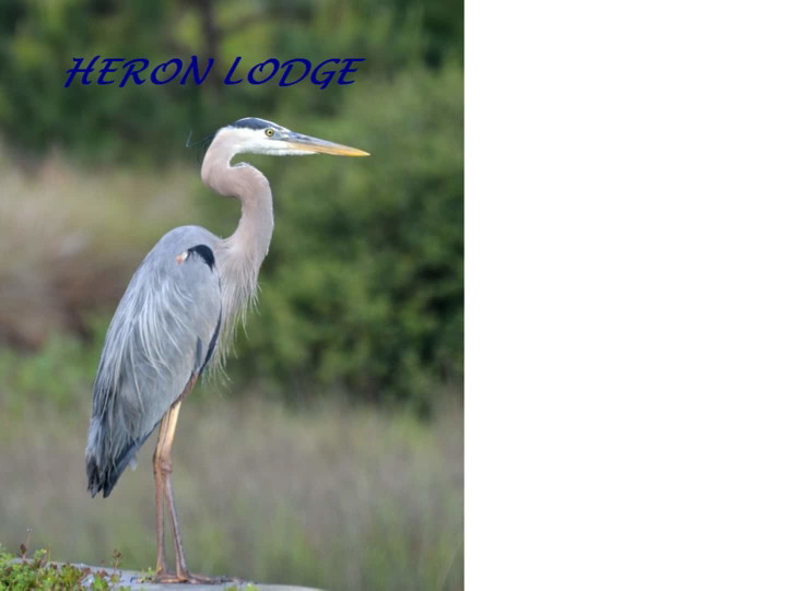 Heron Lodge-river, Rambling And Relaxing - Llanberis
