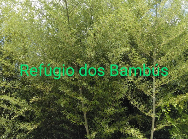 Bamboo Refuge - Country House - Baltar