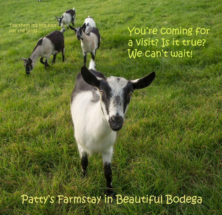 Patty's Farm Stay - Bodega Bay, CA