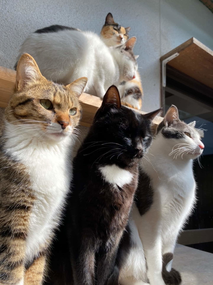Stay With A Dog At The "Protective Cat Cafe Honten", Limited To One Group Per Day, 1 Night With Cafe Breakfast Included - Nagano