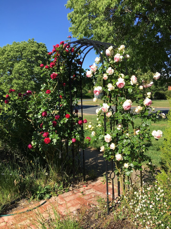 Charming Garden Studio - Canberra