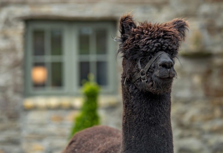 Jack Wright's @ Hushabye Farm - Tullamore, Ireland