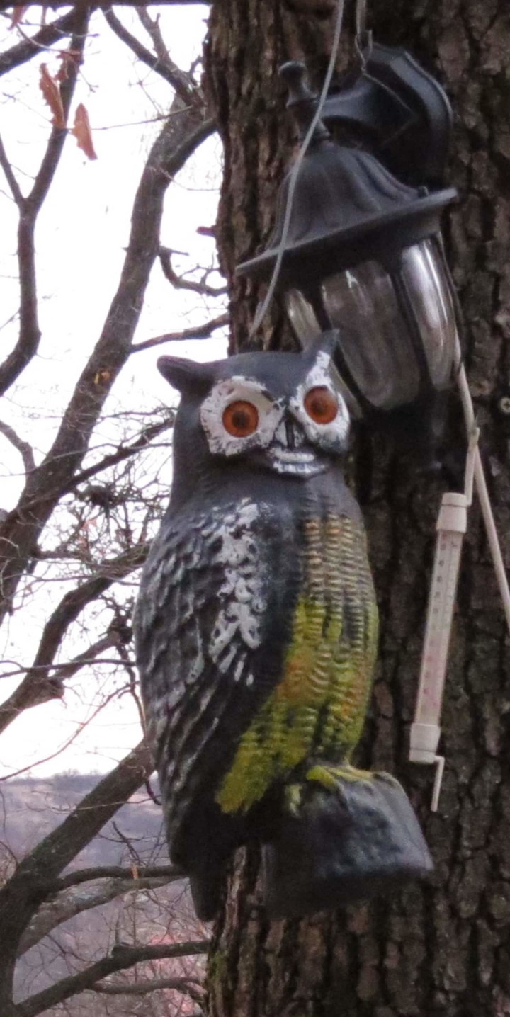 Owl House - Eger