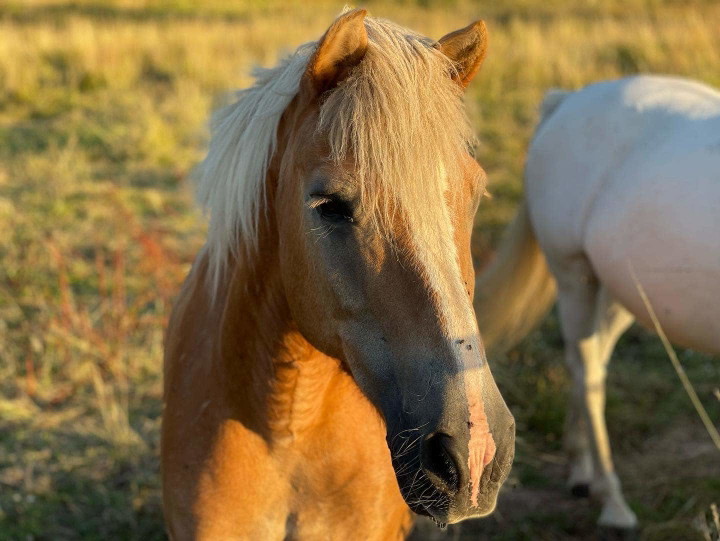 Gîte Etrier Wallon Au Milieu Des Chevaux - Gien