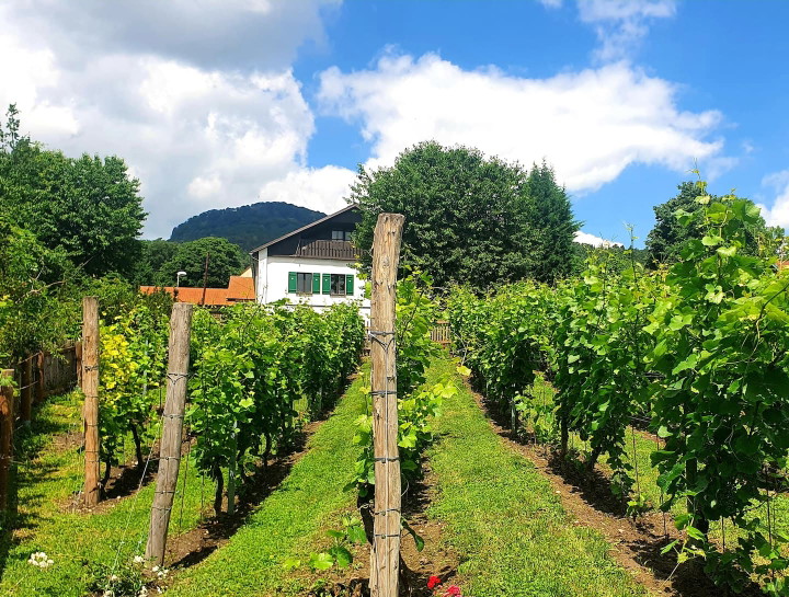 House In The Middle Of Vineyards - Haus 44 - Czech Republic